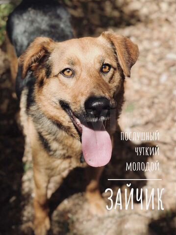 Собака в добрые руки