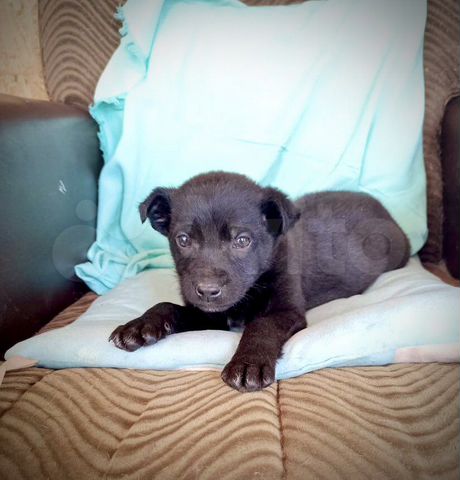 Небольшой щенок Каспер - квартирный вариант