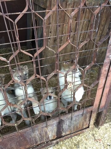 Щенки лайки(мать 3 поколение волка)