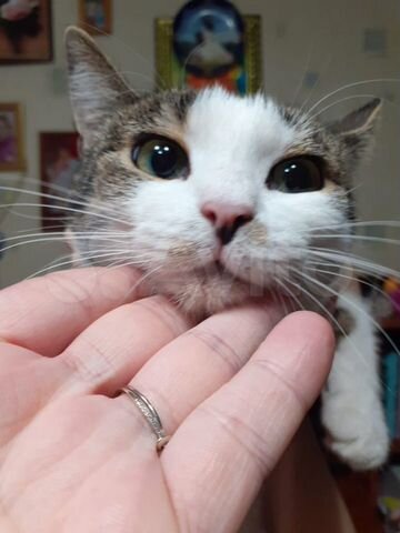 Ручная зеленоглазая Зайка 1,5 года ищет дом