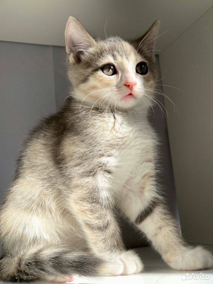 Котёнок Ален Делон