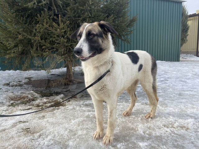 Чудесная Гретта ищет дом 1,5 года