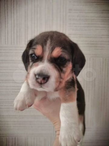 Щенки бигль