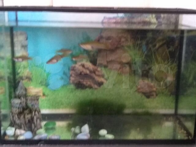 Меченосцы. Продам или поменяю