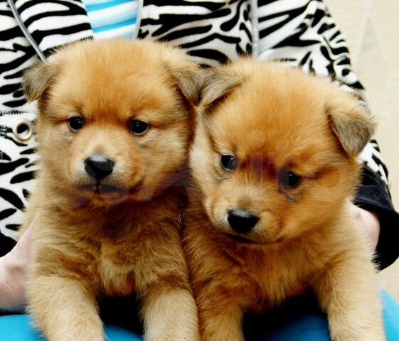 Щенки карело-финской лайки