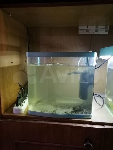 Аквариумные рыбки