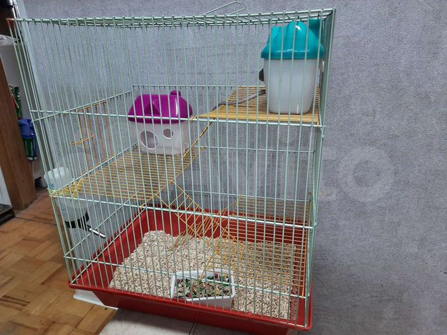 Клетка и девочка крыска