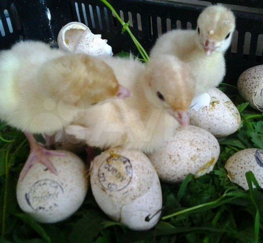 Индюшата тяжёлый кросс