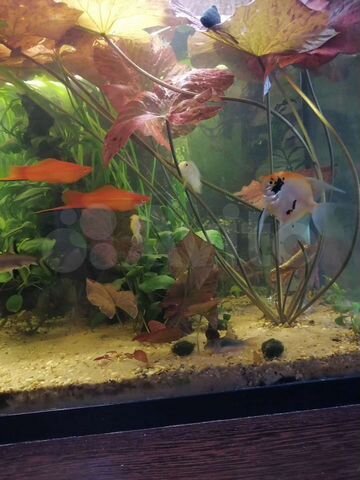 Нимфея красная в обмен на самок меченосцев