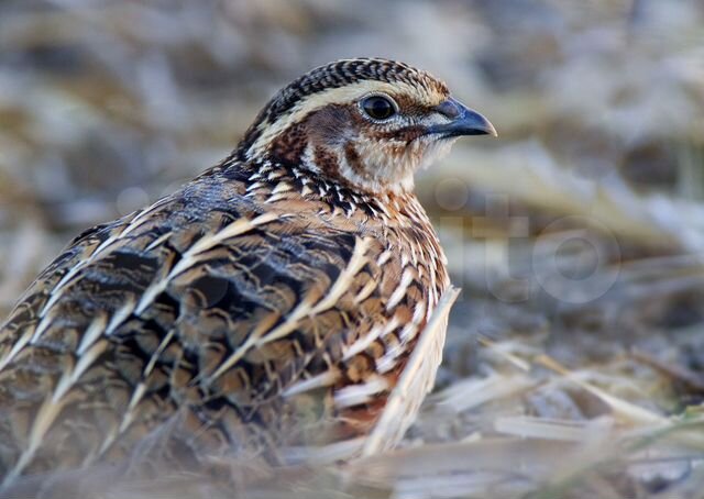 Живой Перепел