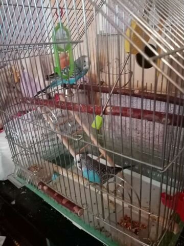 Пара попугаев