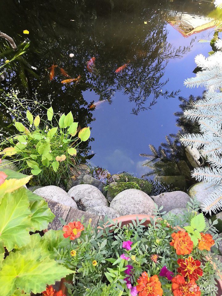 Продам мальков кометы декоративых карасей