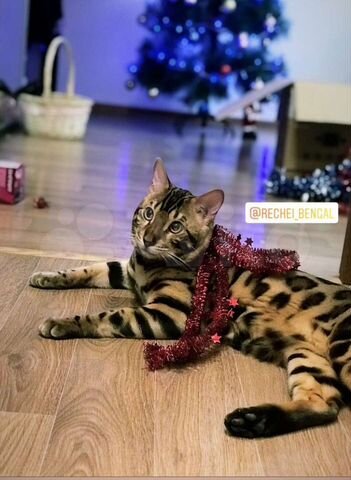 Бенгал на вязку