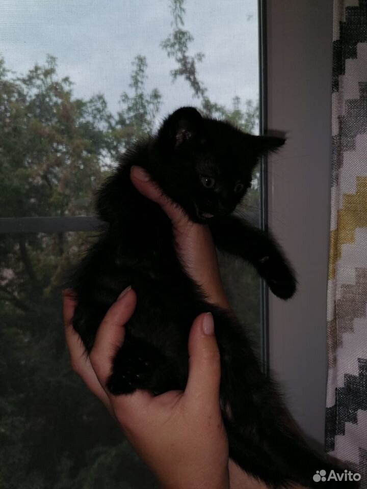 Отдадим кошечку 1,5 месяца