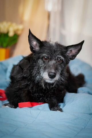 Метис миттельшнауцера Аксинья в дар