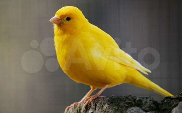 Канарейка лимонная