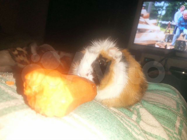 Морские свинки