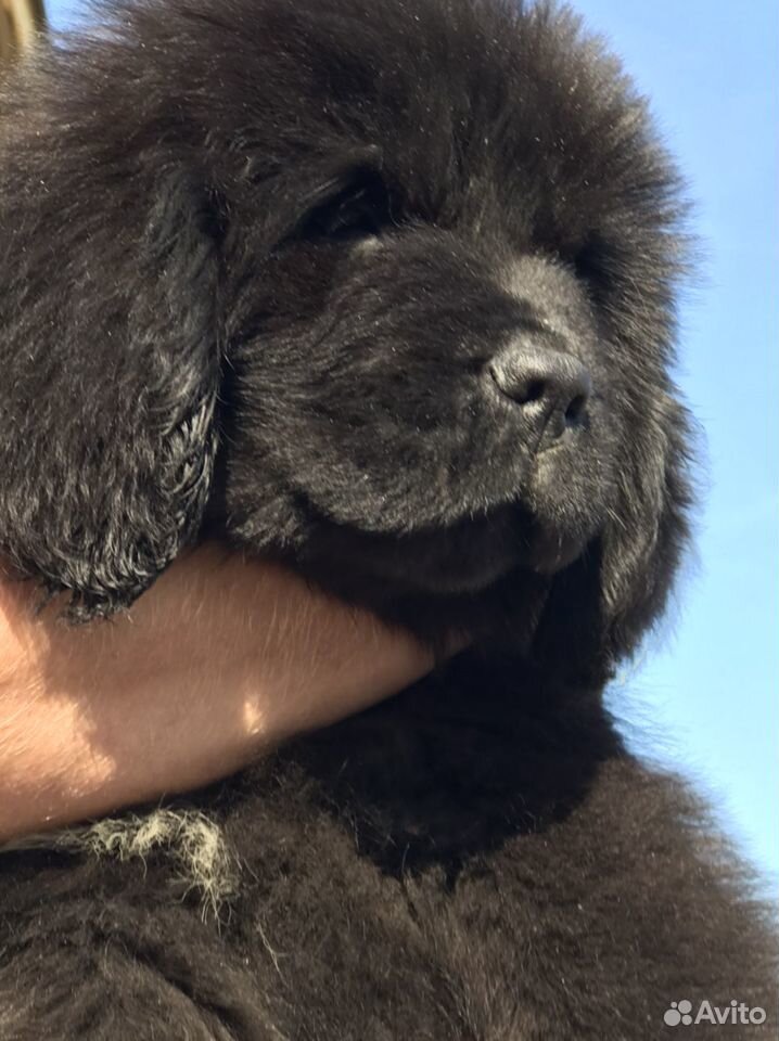 Ньюфаундленд мальчик