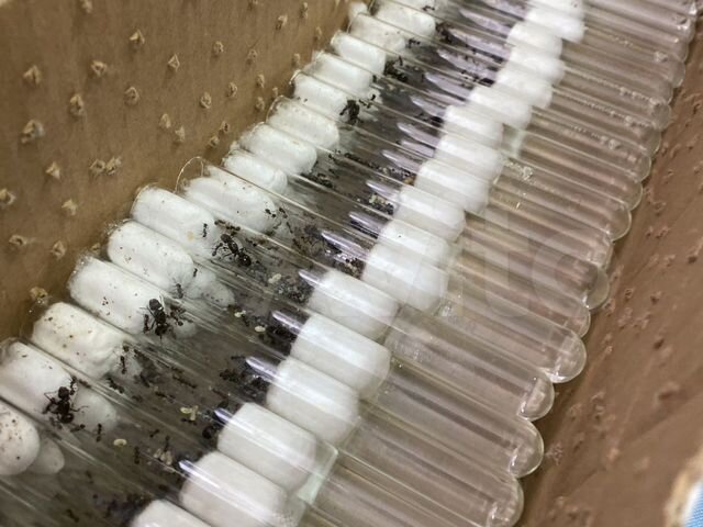 Meesor structor опт муравей жнец месор структор