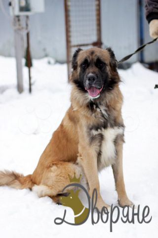 Прекрасный пес Дозорка ждет хозяина
