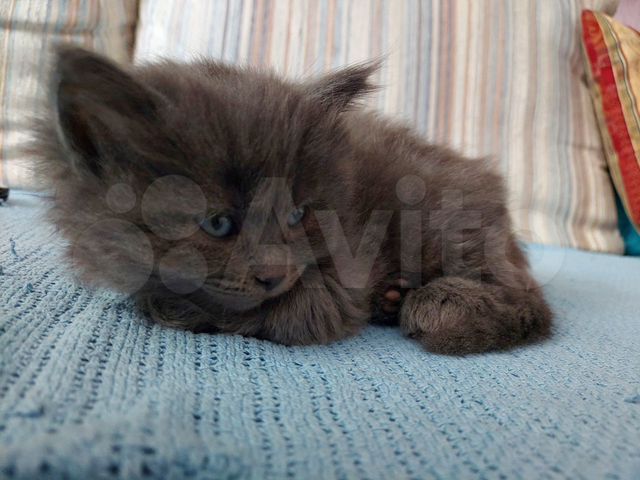 Кошка в дар девочка, приучена к лотку. 1.5 месяца