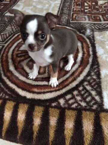 Чихуахуа/Русский той