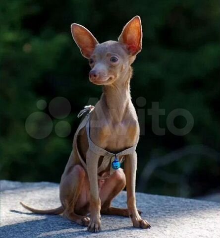 Вязка с кобелем Той-терьера