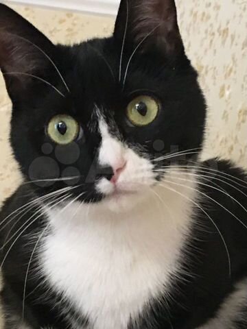 Самая клевая девочка Твигги 1,5 года ищет свой дом