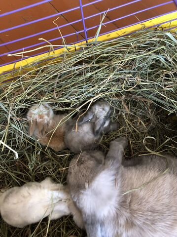 Мини-пол, декоративные кролики