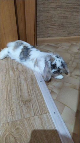 Вязка кроликов