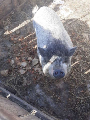 Вьетнамский вислобрюхий хряк и свиноматки