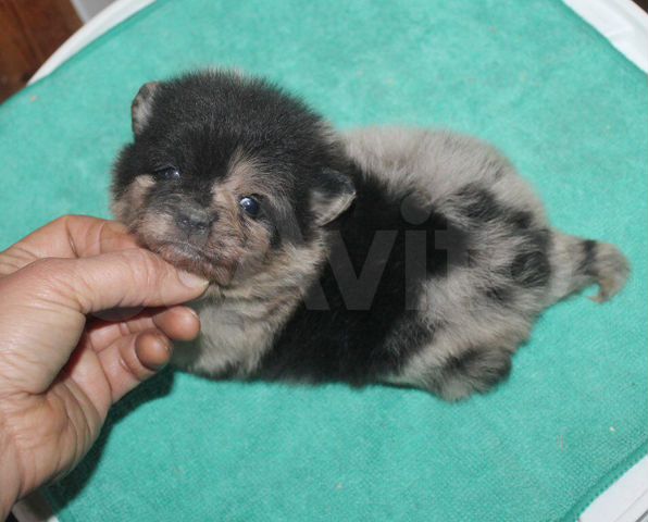 Померанский шпиц Мраморная Дива