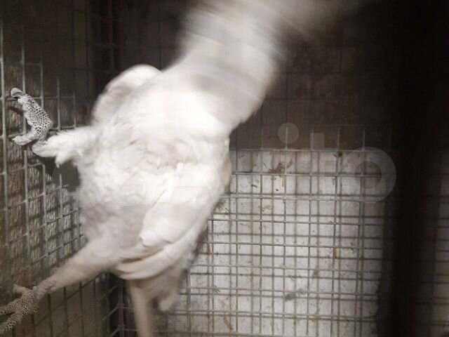 Соломонов какаду мальчик