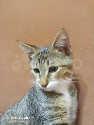 Отдам в надёжные руки котенка Василия