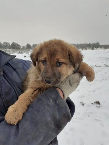 Щенок в добрые руки