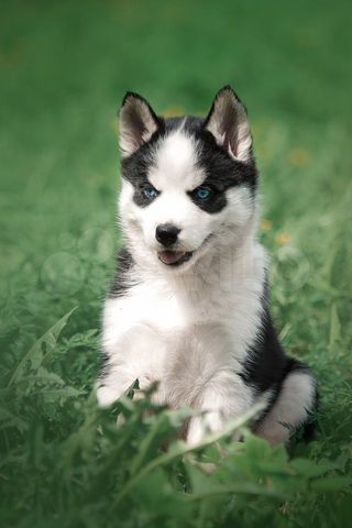 Сибирский хаски вязка