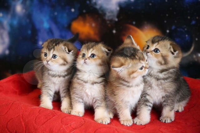 Шотландские котята золотой шиншиллы