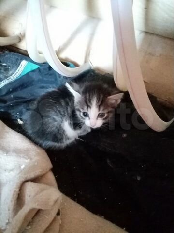 Котята в добрые руки
